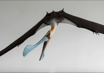 Tropeognathus | NatureRules1 Wiki | Fandom