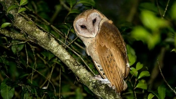 Madagascar Red Owl | NatureRules1 Wiki | Fandom