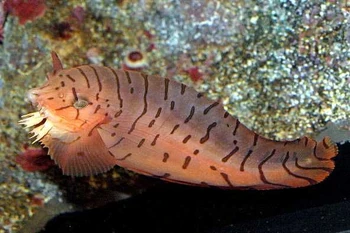 Snailfish | NatureRules1 Wiki | Fandom