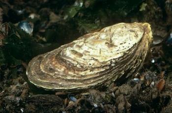 Eastern Oyster | NatureRules1 Wiki | Fandom