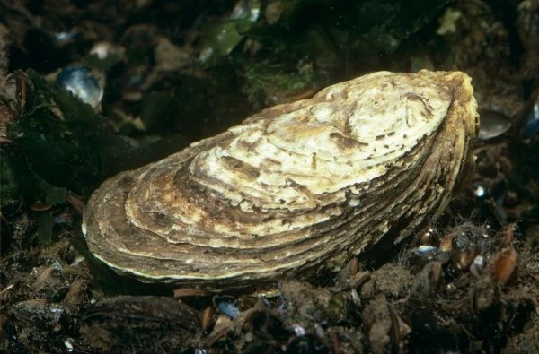 Eastern Oyster | NatureRules1 Wiki | Fandom