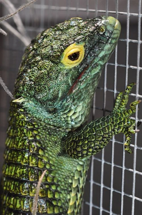 Category:Alligator Lizards | NatureRules1 Wiki | Fandom