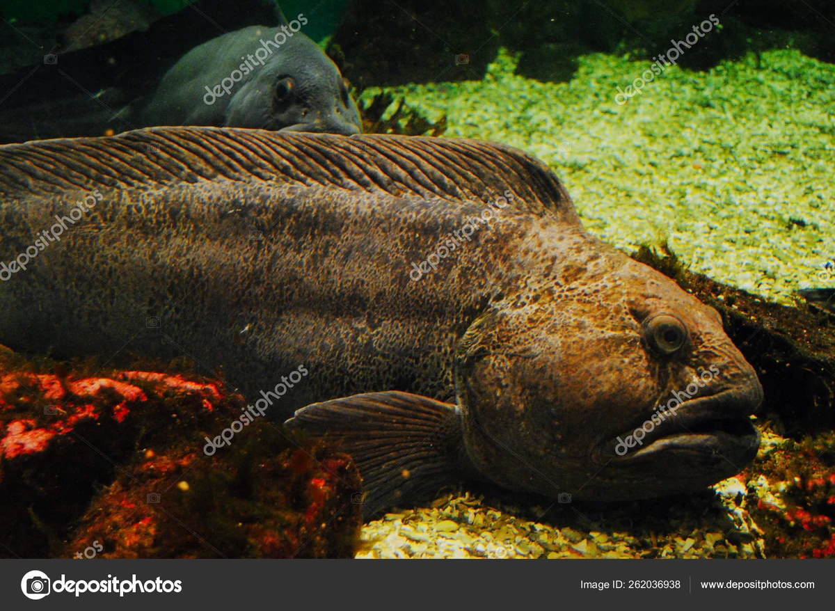 Northern Wolffish | NatureRules1 Wiki | Fandom