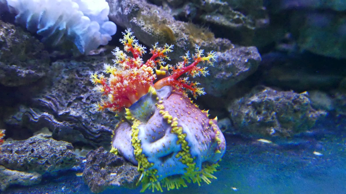 Sea Apple | NatureRules1 Wiki | Fandom