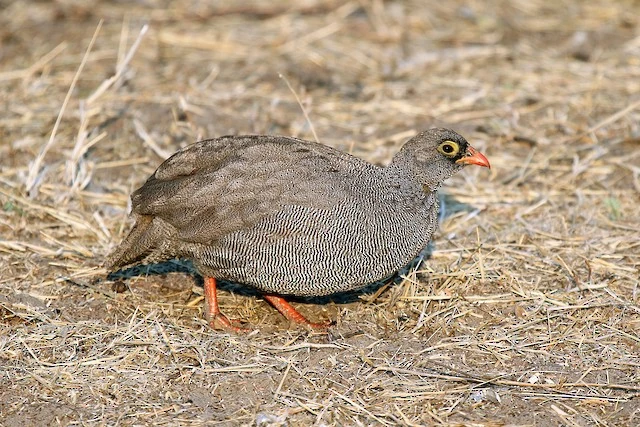 Red-billed Spurfowl | NatureRules1 Wiki | Fandom