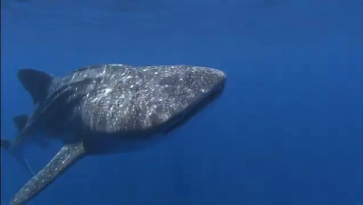 The Kuroshio Sea | NatureRules1 Wiki | Fandom
