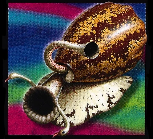 Geographic Cone Shell | NatureRules1 Wiki | Fandom