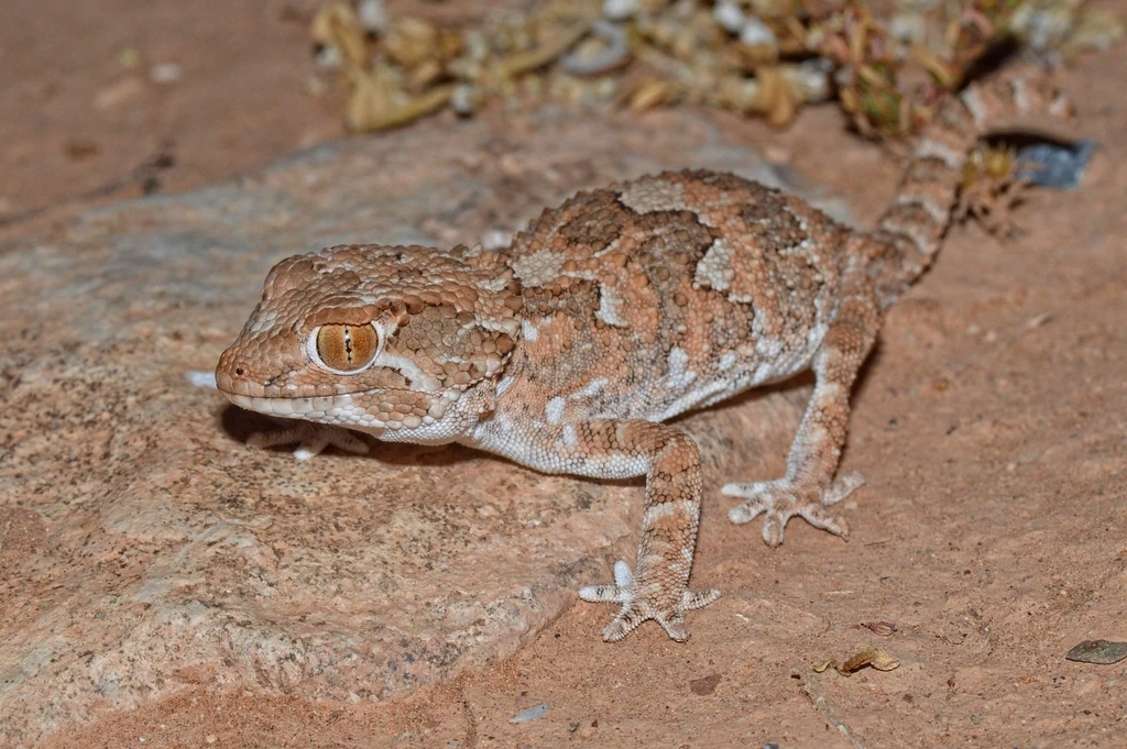 Helmethead gecko | NatureRules1 Wiki | Fandom