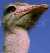 List of Animal Species in Peep and the Big Wide World | NatureRules1 ...