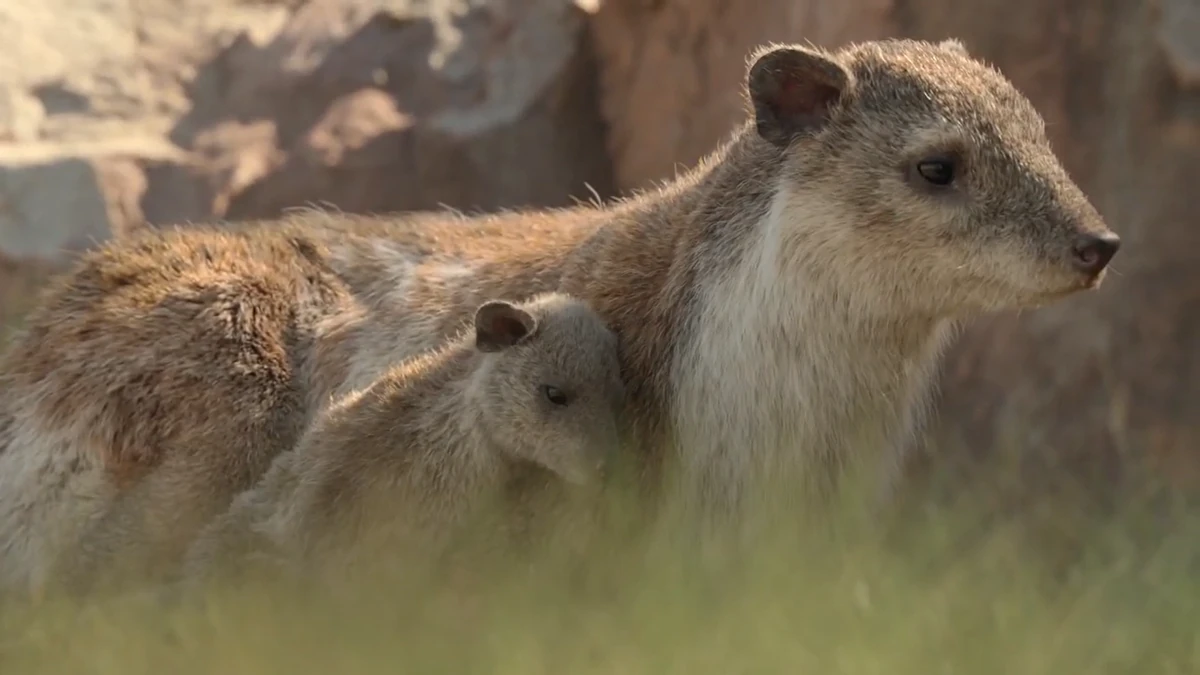 Propleopus | NatureRules1 Wiki | Fandom