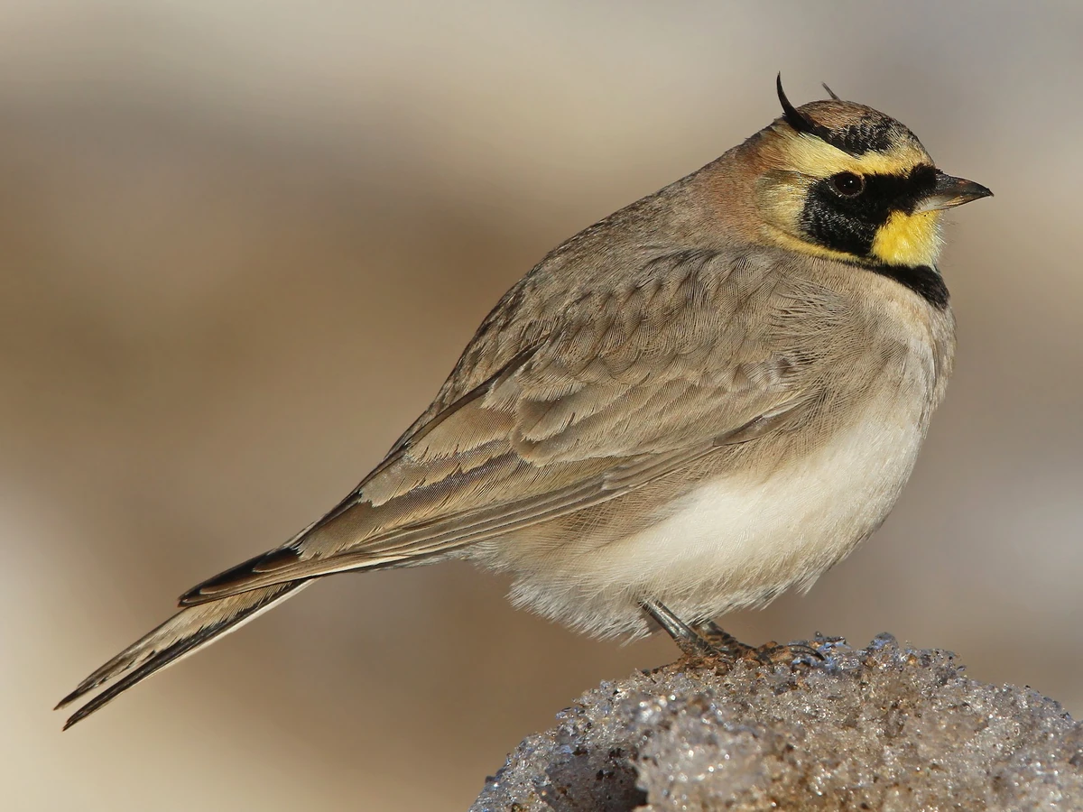 Horned Lark | NatureRules1 Wiki | Fandom