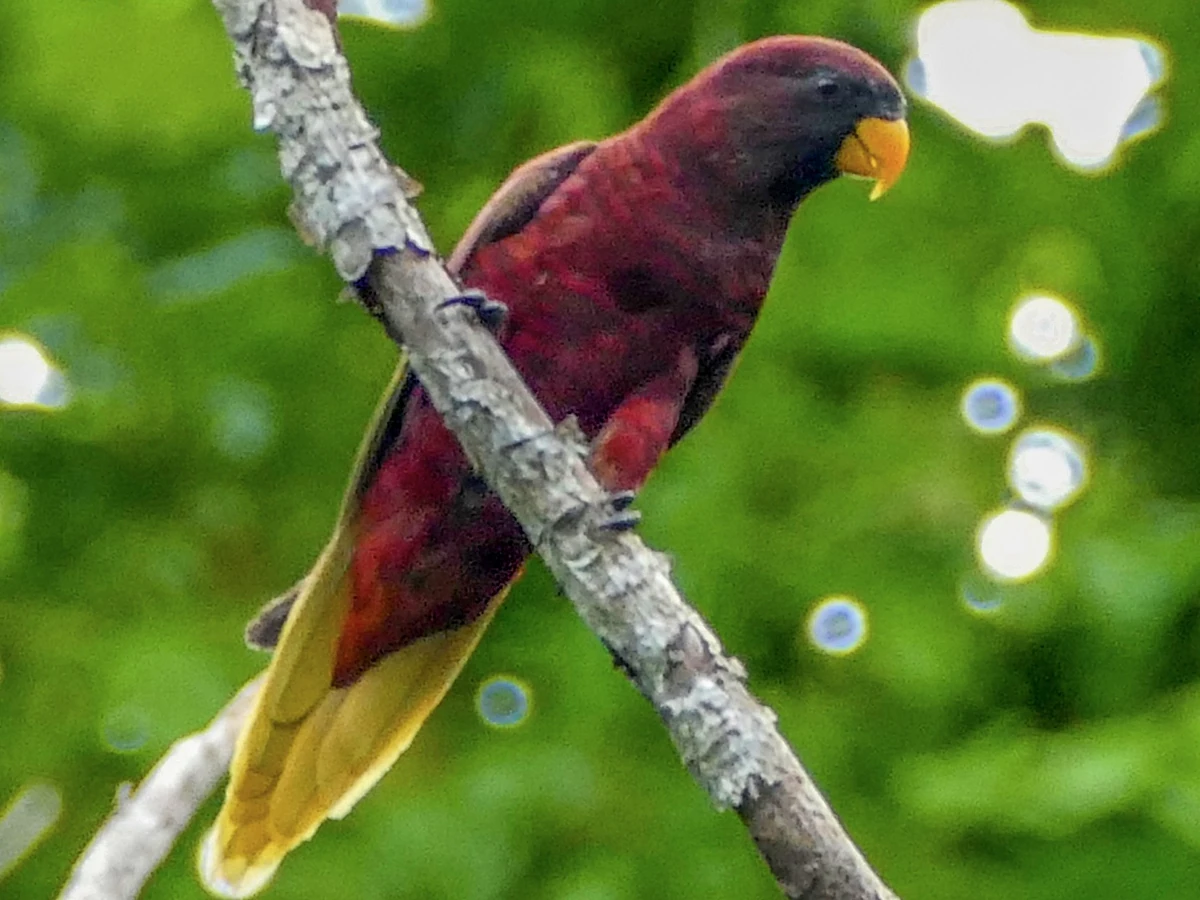 Pohnpei Lorikeet | NatureRules1 Wiki | Fandom