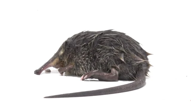 Pyrenean Desman | NatureRules1 Wiki | Fandom