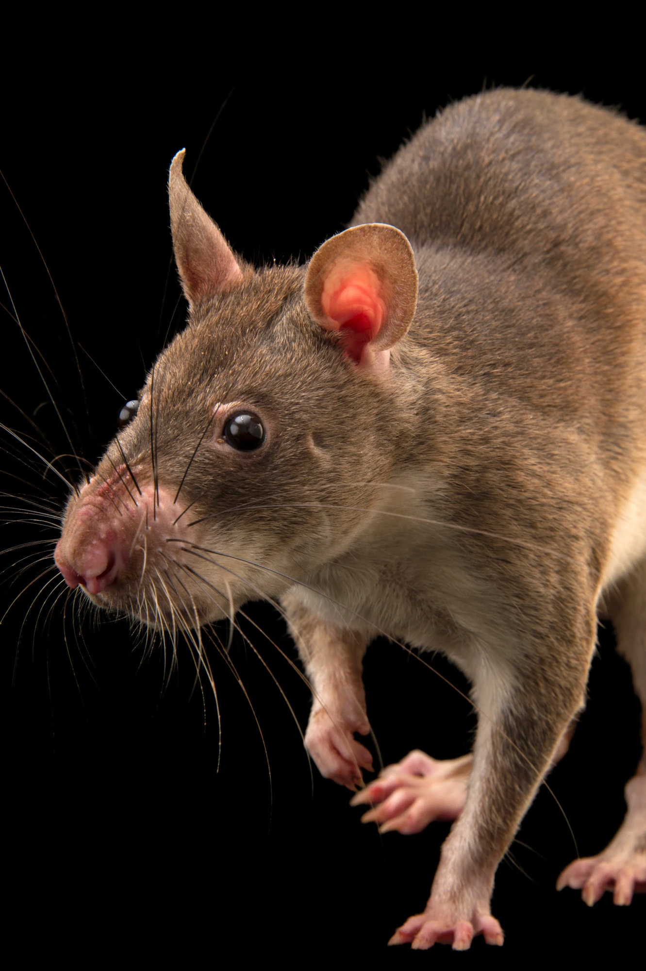 Gambian Giant Rats