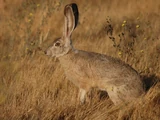 Category:Rabbits and Hares | NatureRules1 Wiki | Fandom