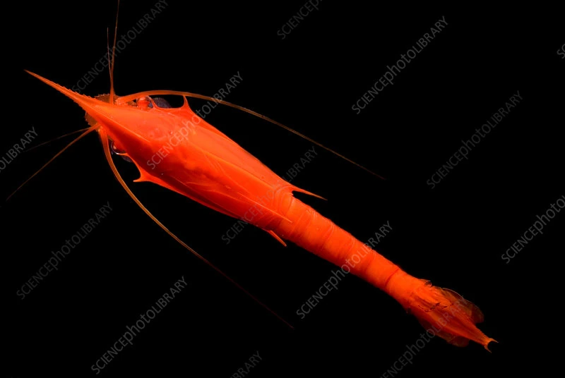 Giant Red Mysid | NatureRules1 Wiki | Fandom