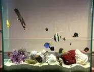 Regal Tang | NatureRules1 Wiki | Fandom