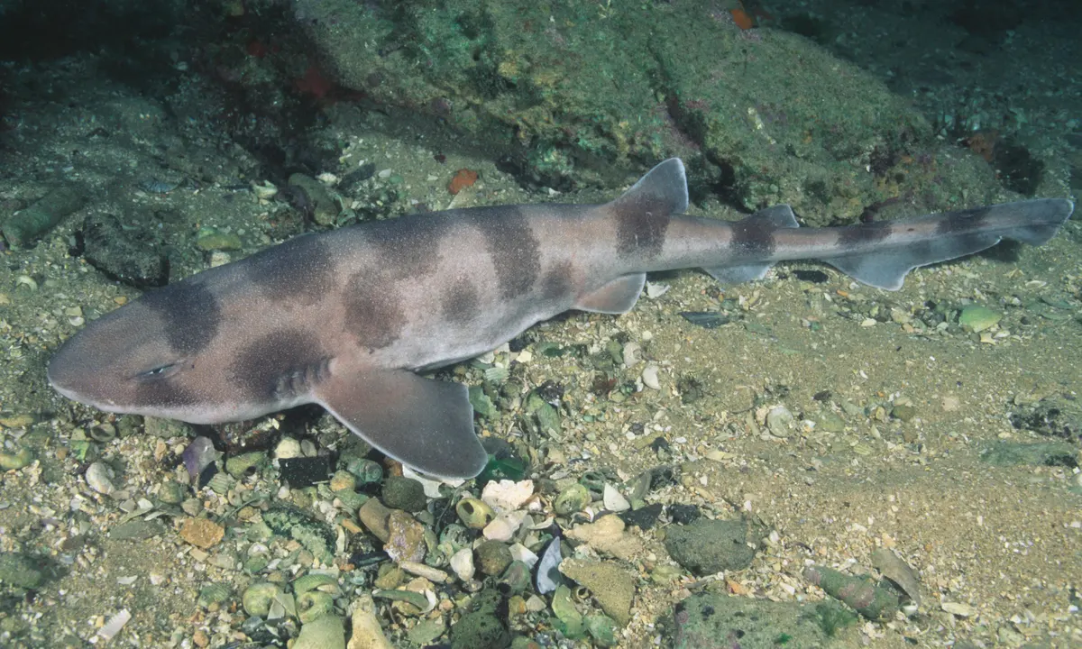 Whitefin Swellshark | NatureRules1 Wiki | Fandom