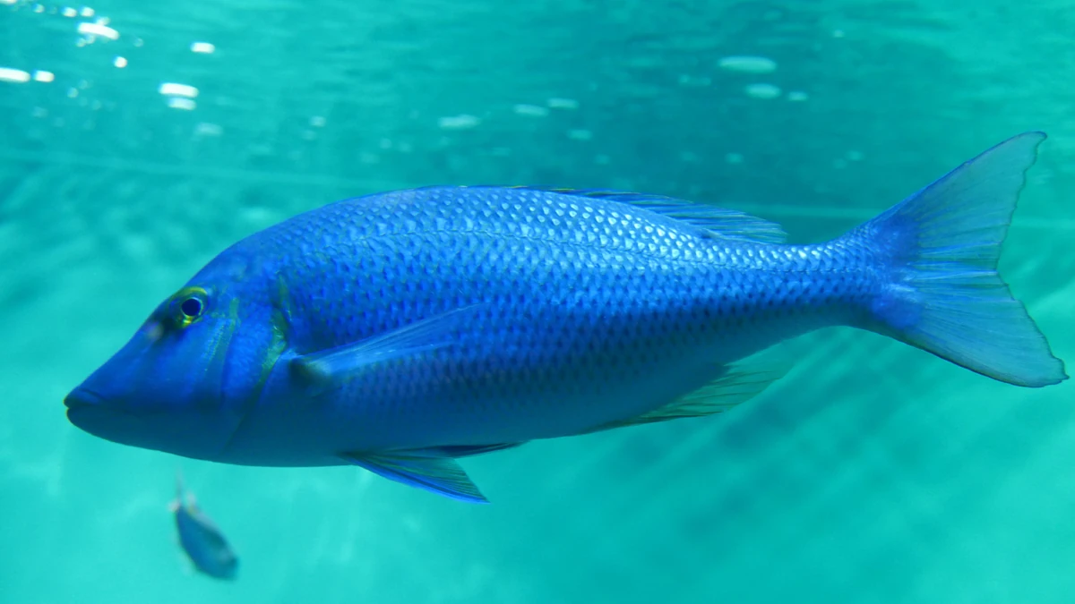 Yellowtail Emperor | NatureRules1 Wiki | Fandom