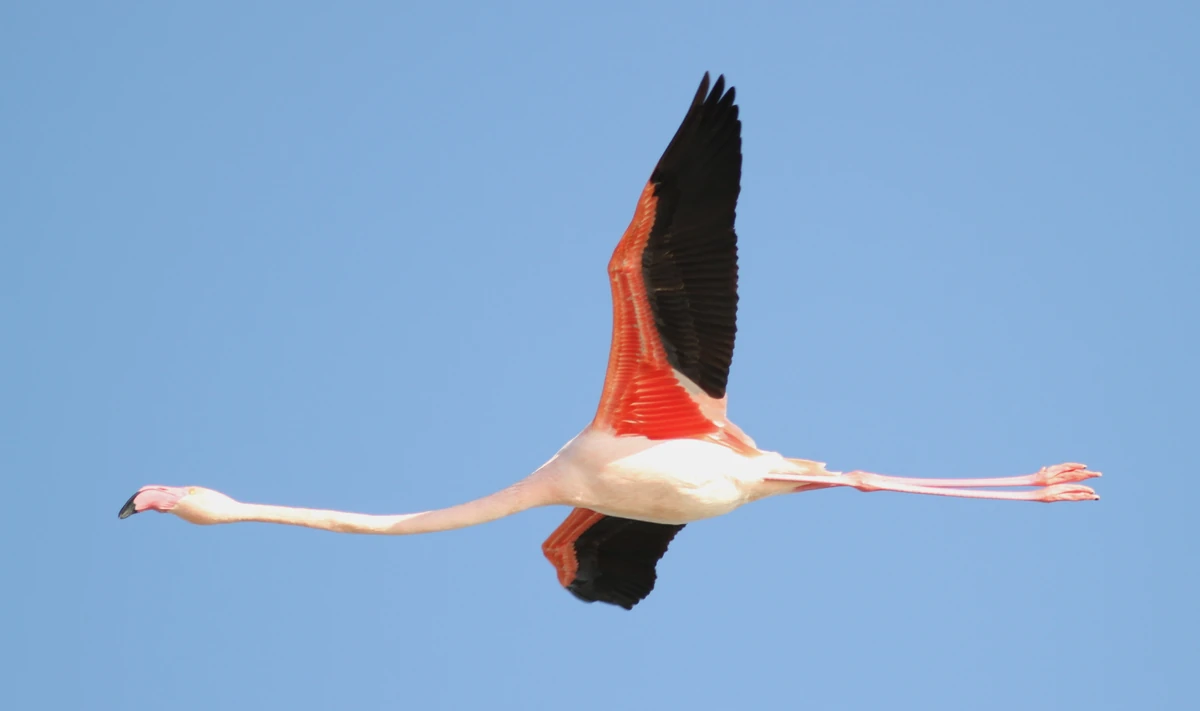 Greater Flamingo | NatureRules1 Wiki | Fandom