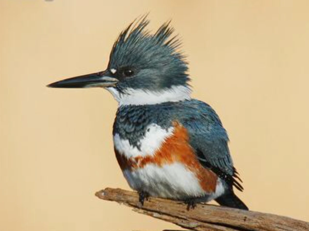Belted Kingfisher | NatureRules1 Wiki | Fandom