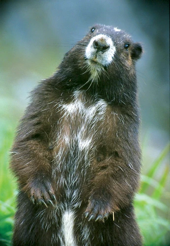 Vancouver Marmot | NatureRules1 Wiki | Fandom
