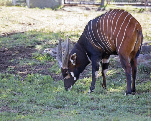 Mountain Bongo | NatureRules1 Wiki | Fandom