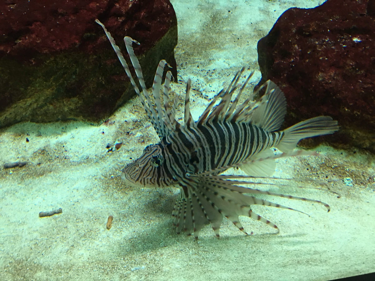 Luna Lionfish | NatureRules1 Wiki | Fandom