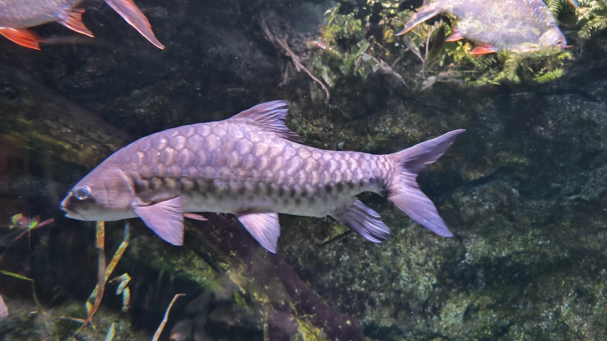 Thai Mahseer | NatureRules1 Wiki | Fandom