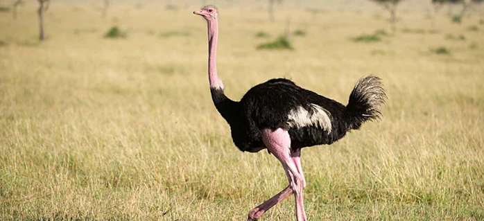 Common Ostrich | NatureRules1 Wiki | Fandom