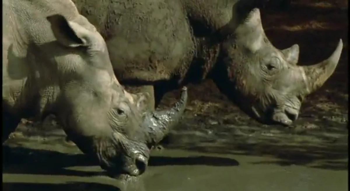 First Life (TV series) | NatureRules1 Wiki | Fandom