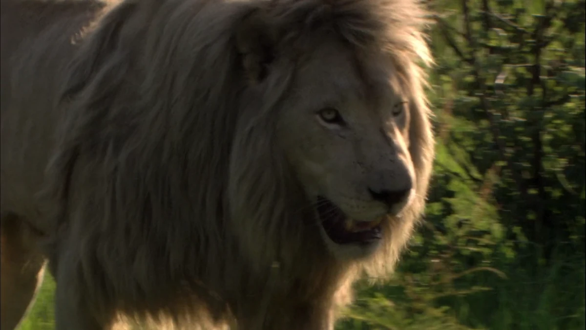 Siegfried and Roy's White Lions of Timbavati | NatureRules1 Wiki | Fandom