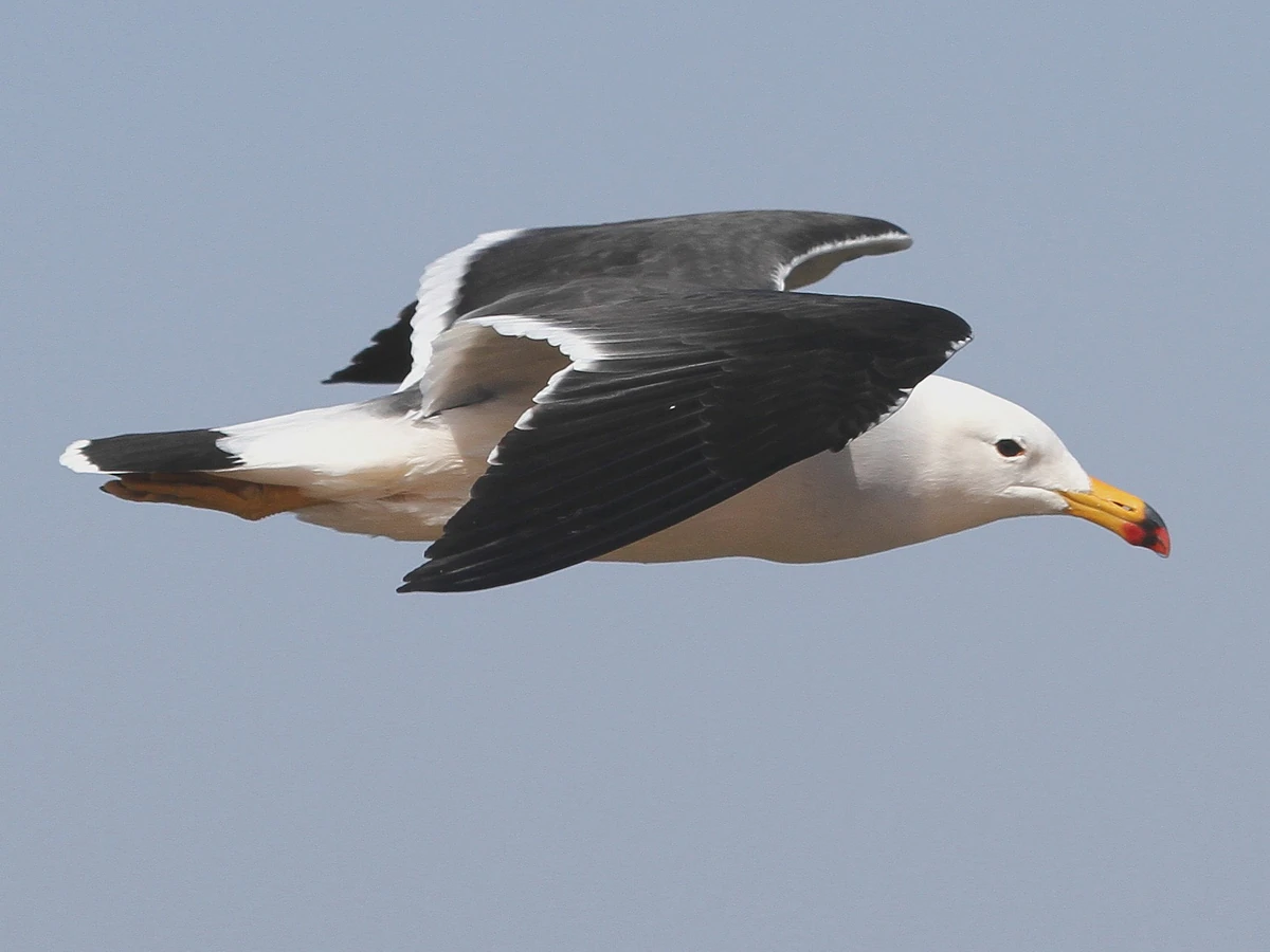 Belcher's Gull | NatureRules1 Wiki | Fandom