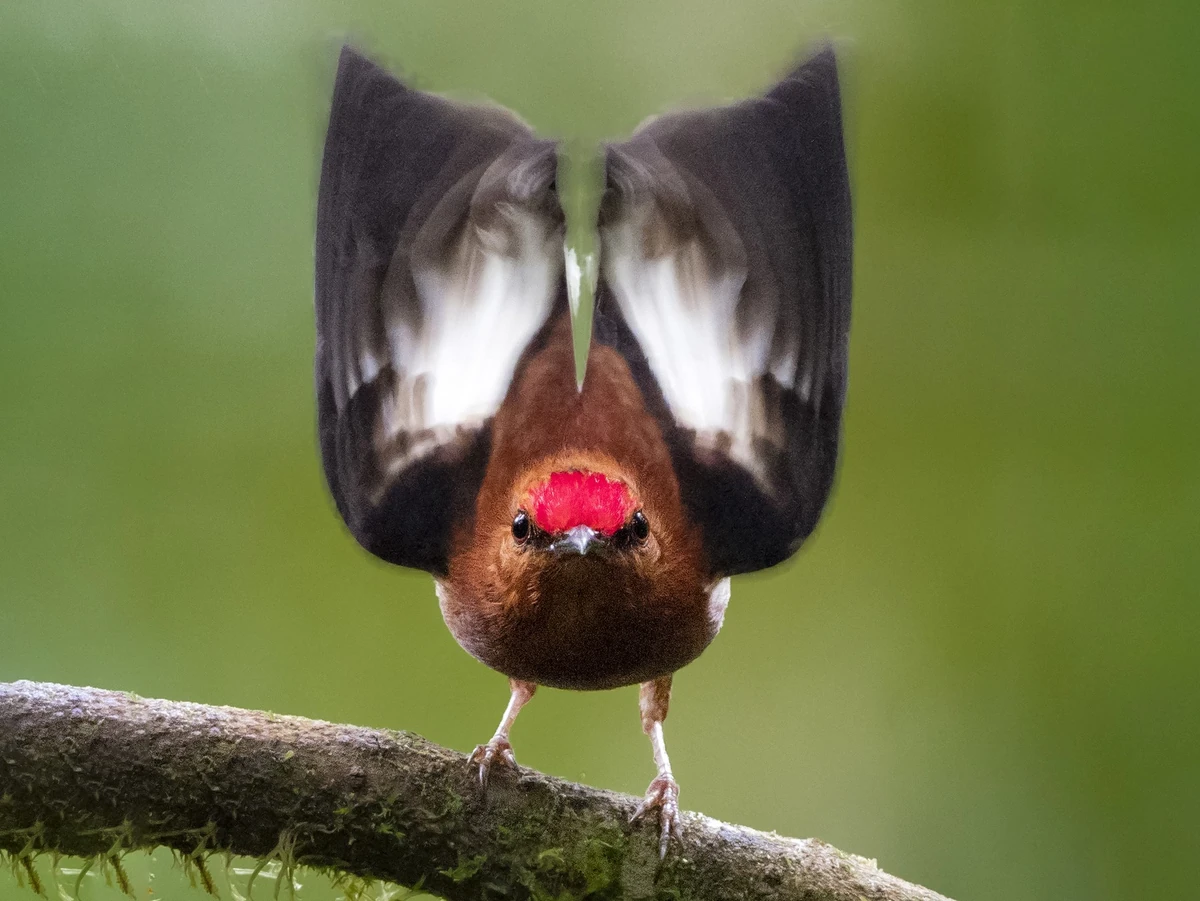 Club-winged Manakin | NatureRules1 Wiki | Fandom