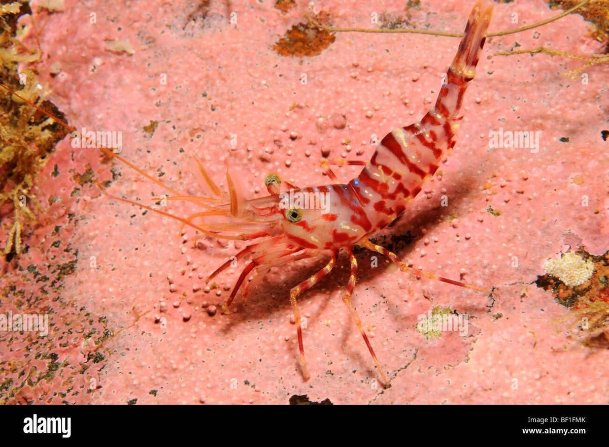 Aesop Prawn | NatureRules1 Wiki | Fandom