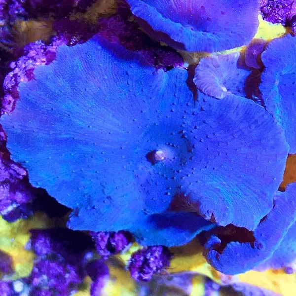 Blue Mushroom Coral | NatureRules1 Wiki | Fandom