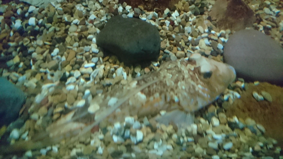 Common Dragonet | NatureRules1 Wiki | Fandom