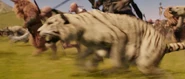 White Tiger | NatureRules1 Wiki | Fandom