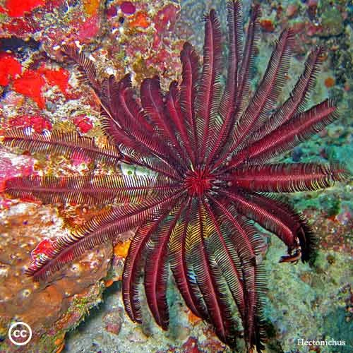 Red Feather Star | NatureRules1 Wiki | Fandom
