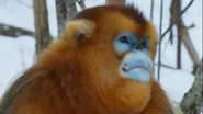 Golden Snub-nosed Monkey | NatureRules1 Wiki | Fandom