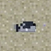 Lagoon Triggerfish | NatureRules1 Wiki | Fandom