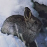 Pygmy Rabbit | NatureRules1 Wiki | Fandom