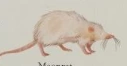 Moonrat | NatureRules1 Wiki | Fandom