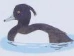 Tufted Duck | NatureRules1 Wiki | Fandom