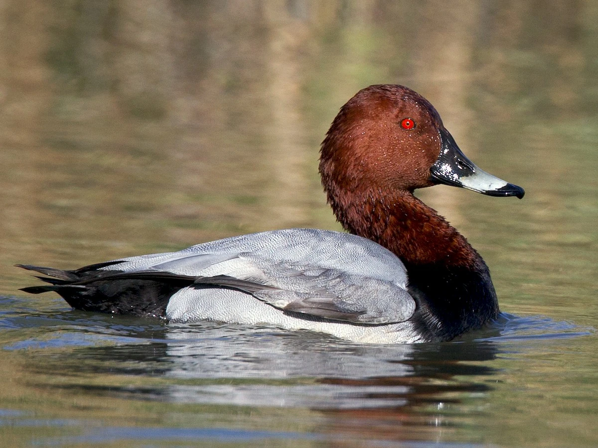 Common Pochard | NatureRules1 Wiki | Fandom