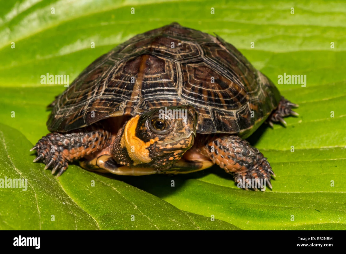 Bog Turtle | NatureRules1 Wiki | Fandom
