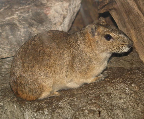 Rock Cavy | NatureRules1 Wiki | Fandom