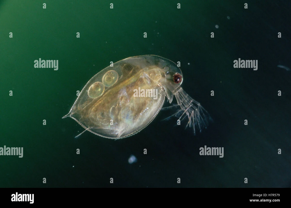Common Water Flea | NatureRules1 Wiki | Fandom