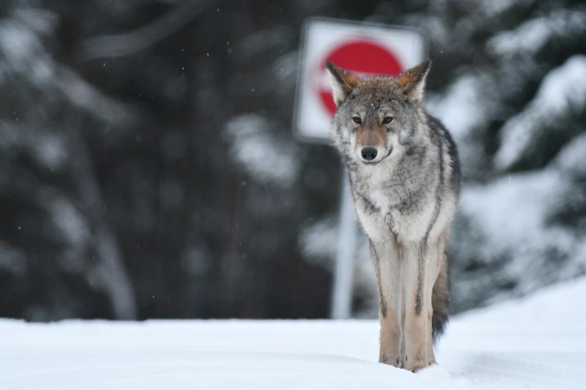 Eastern Wolf | NatureRules1 Wiki | Fandom