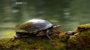 European Pond Turtle | NatureRules1 Wiki | Fandom